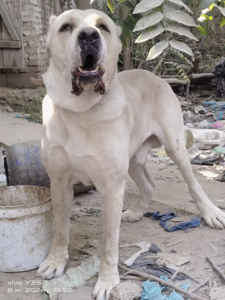 Turkman alabay sotlad