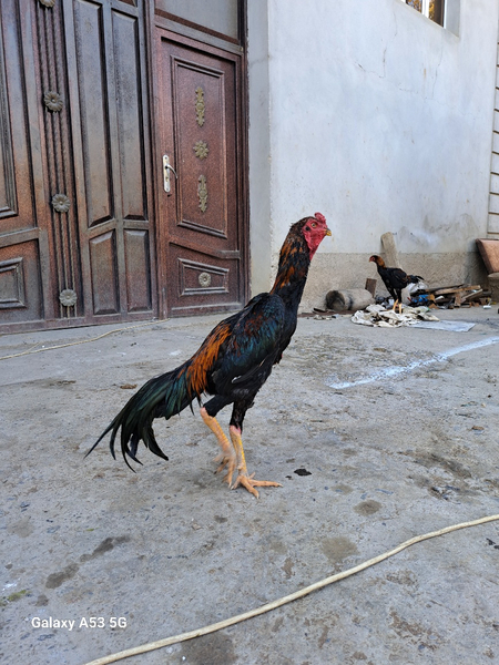 Dakan xuroz sotiladi