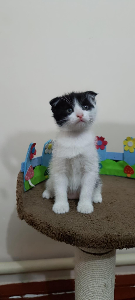 Продам котят шкотиш фолд