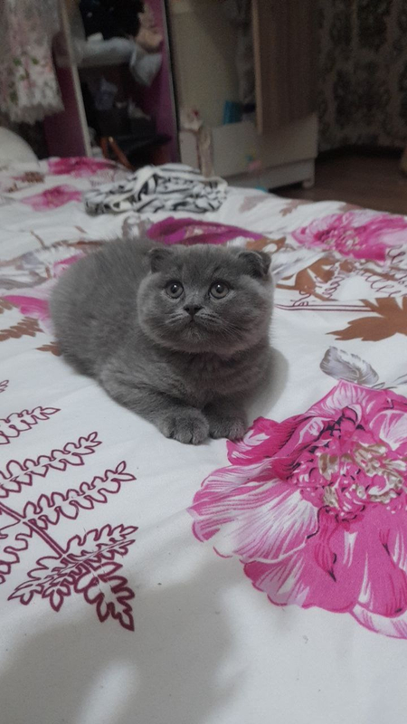 Готова к продаже котята