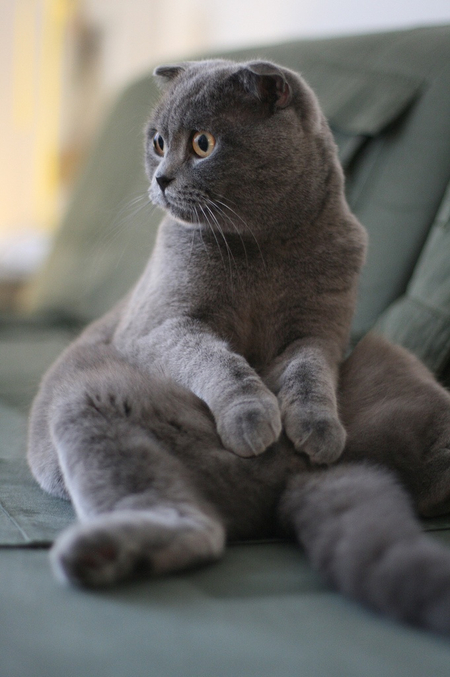Шотландская вислоухая кошка