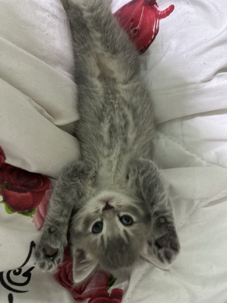 Скоттиш страйт