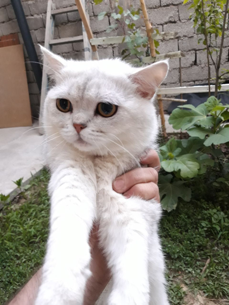 Серебристи мушукча 1 йош