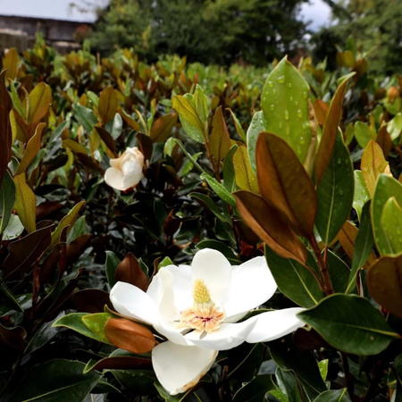Magnoliya grandiflora little gem