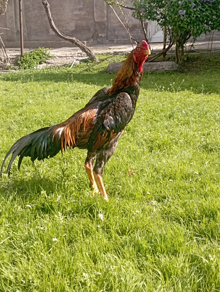 Shamo toza qonnn