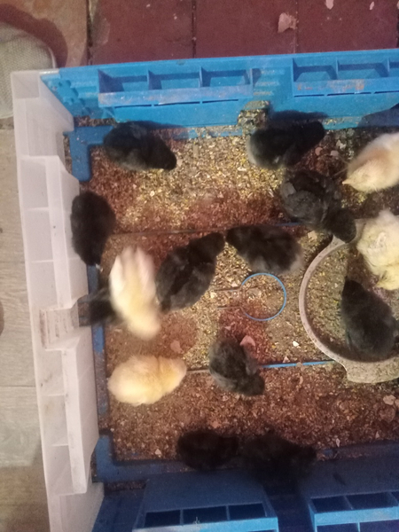 Срочно продам кур и петушков