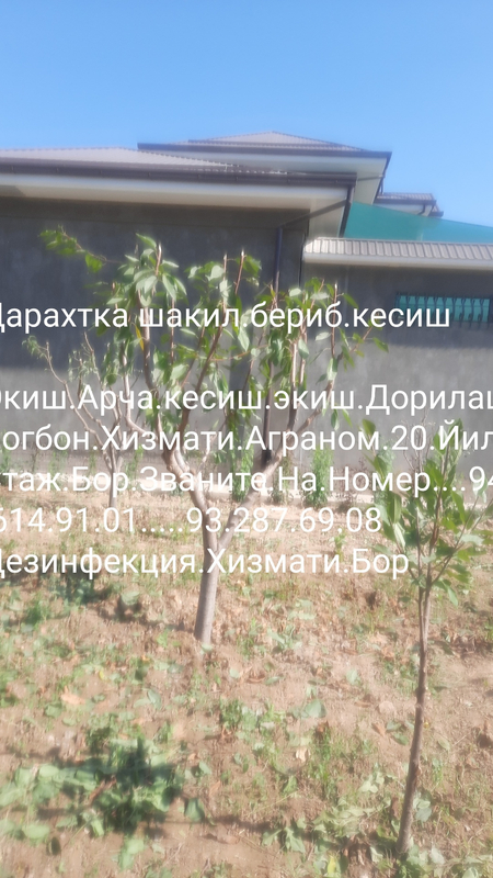 Daraht.kesish.20.йилик.Богбон