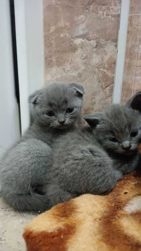 Британский котенок