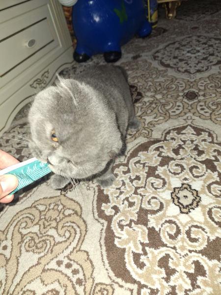 Scottish fold . Mushukchalar