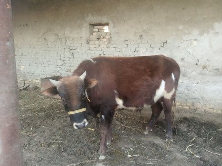 Buqa sotiladi Buxoro wahar