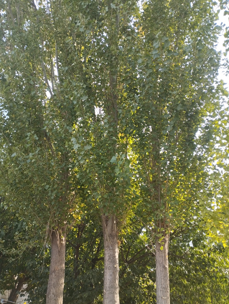 .                      Терак20та