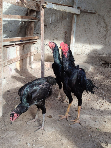 Kulangi tuxumlari