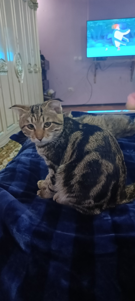 Мушук бенгальские