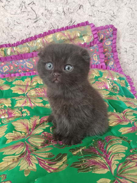 Продам котят весёлаухов