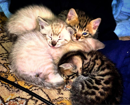 Бенгал котята . Bengal mushukchalari
