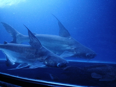 Akula Pangasius 30sm+ 400.000 Kelishamiz tel qililar