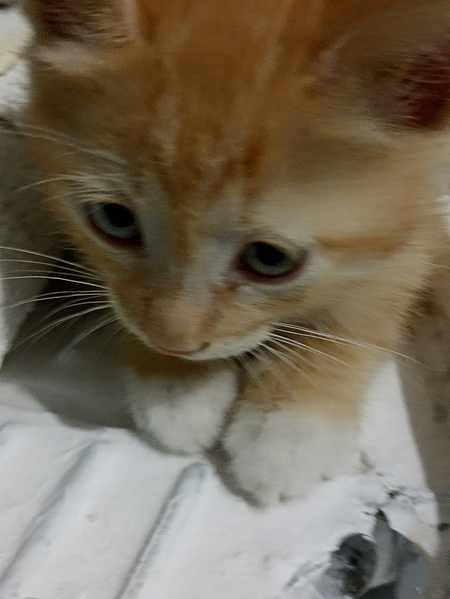 Котенок 1,5 месяц