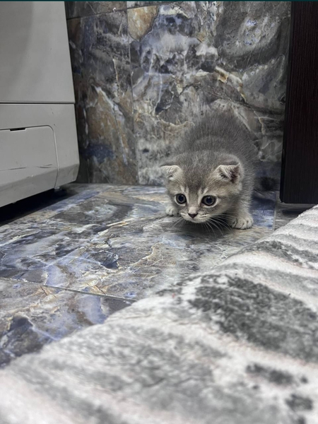 Котёнок скоттиш-фолд