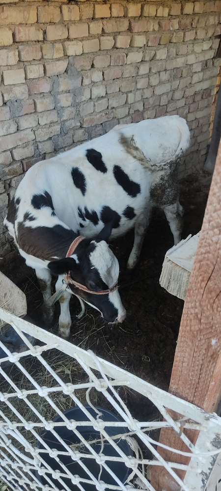 Jo'najin 5-6 oyli yeb ichi yaxshi  narx 4.500 mln