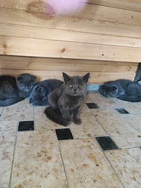 Продаются шотландские девочки фолд и страйт