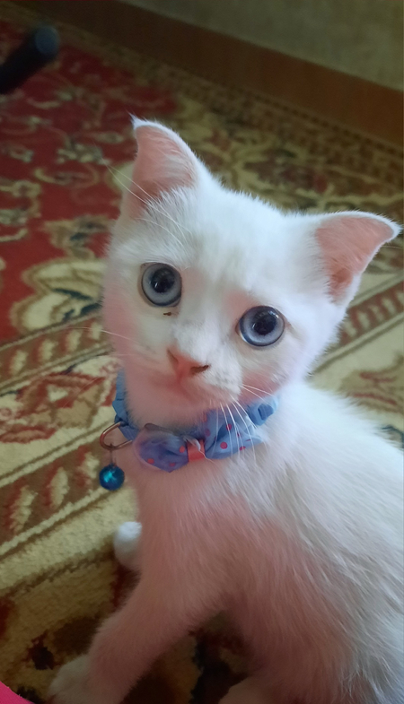 Продется британский шиншыла