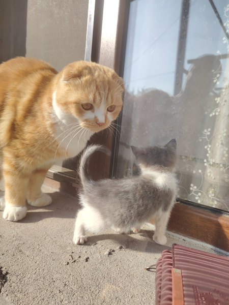 Котёнок красивый озорной