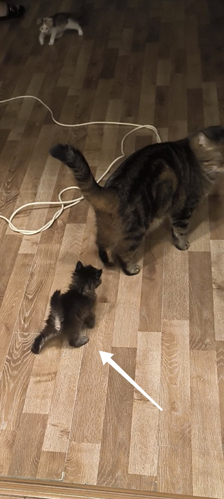 Отдам котят в хорошие добрые руки