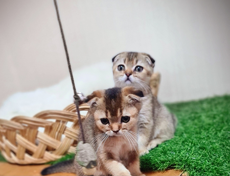 Котята шотландские