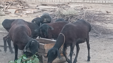 Qo‘y ona bola bolasi febral oyida  tug‘ilgan