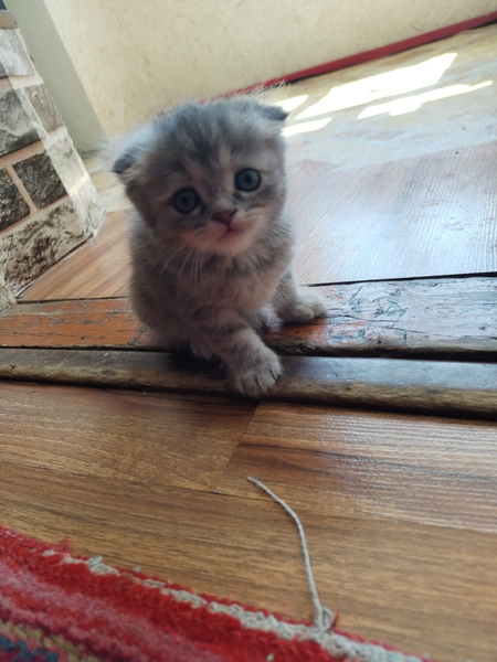 Продаются котята Скотиш Фолд
