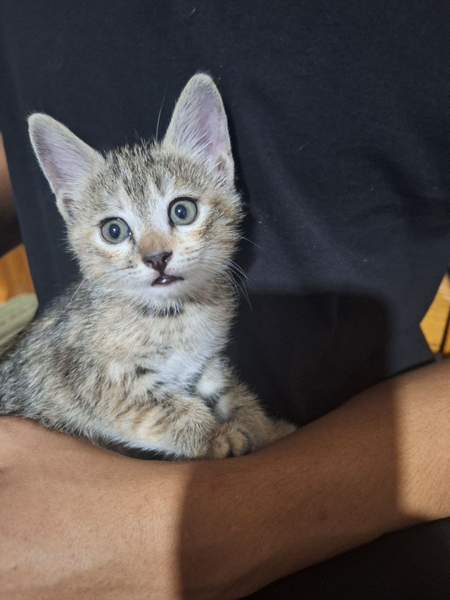 Отдаю котят в хорошие руки