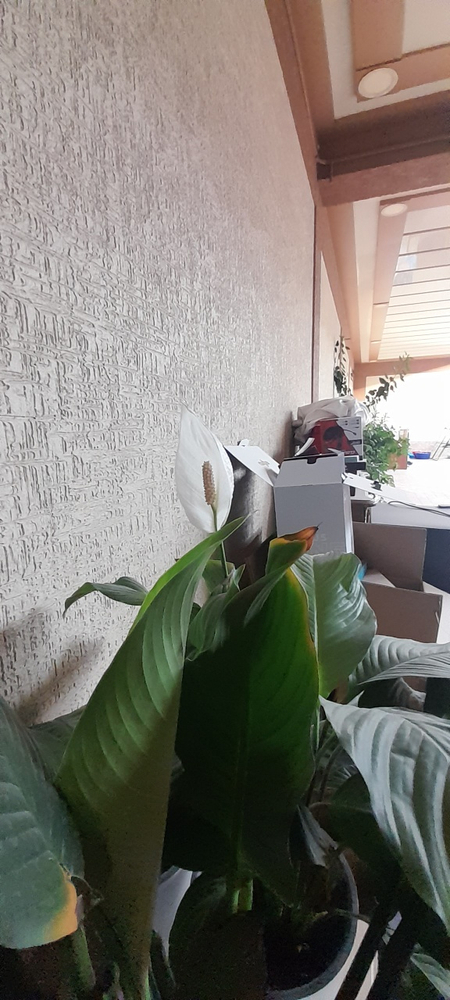 Spatifilum ayol bahti