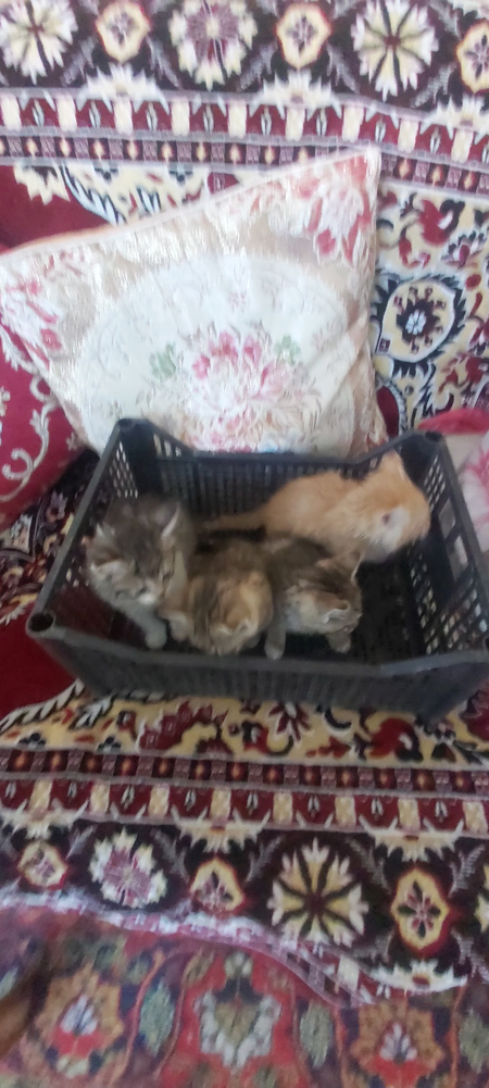 Отдам котят даром хорошые пуки
