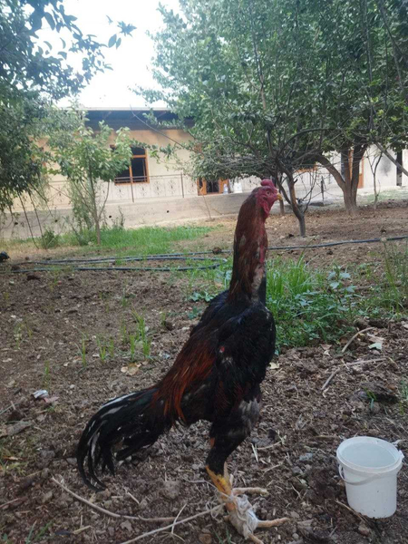 Dakan xoroz sotiladi
