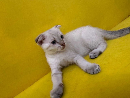 Котенок голубоглазый