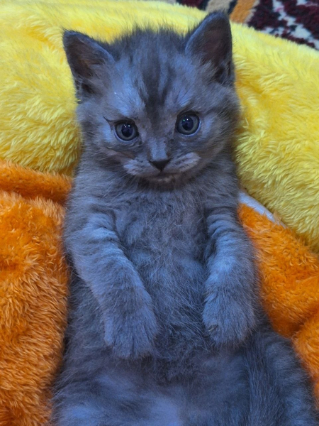 Скоттиш страйт сотилади .киз бола.150$