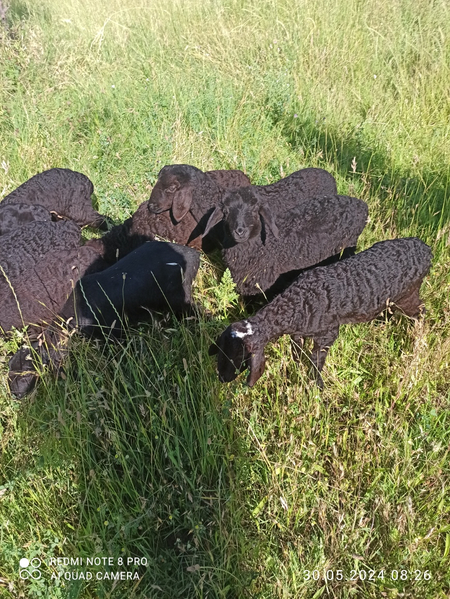 барашки кузилар 4 ойли