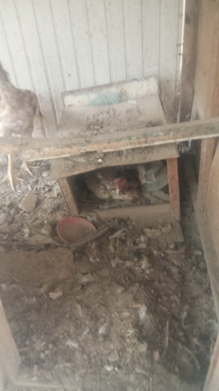 Сотилади даканглар