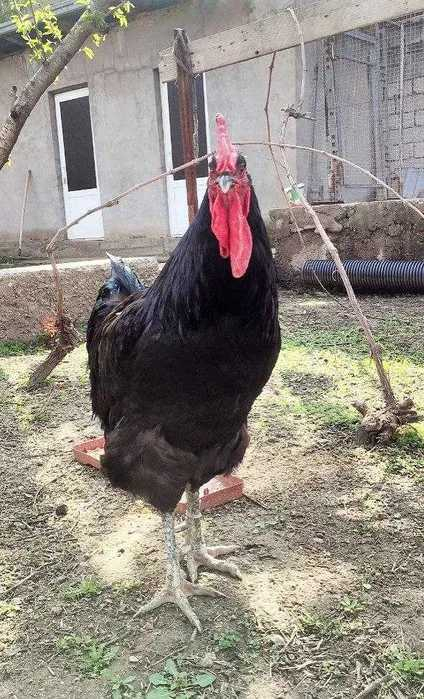 Гигант кора шахзода хуроз  Gigant Qora shaxzoda Xuroz Huroz