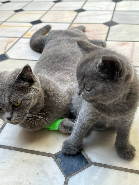 Продается домашний котик