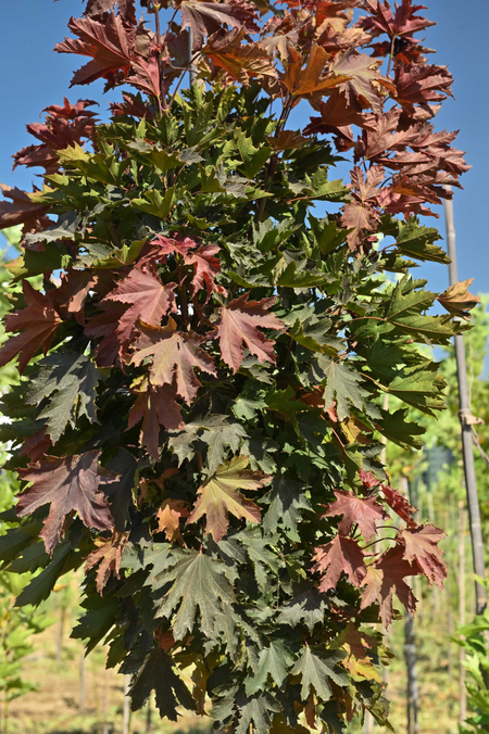 Красный клён - Acer rubrum