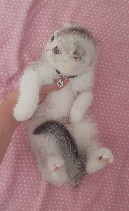 Чистокровный скоттиш фолд