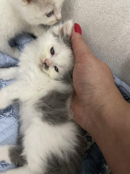 Котята метисы, сибирские/скотиш страйт, 1,5 месяца к лотку приучены