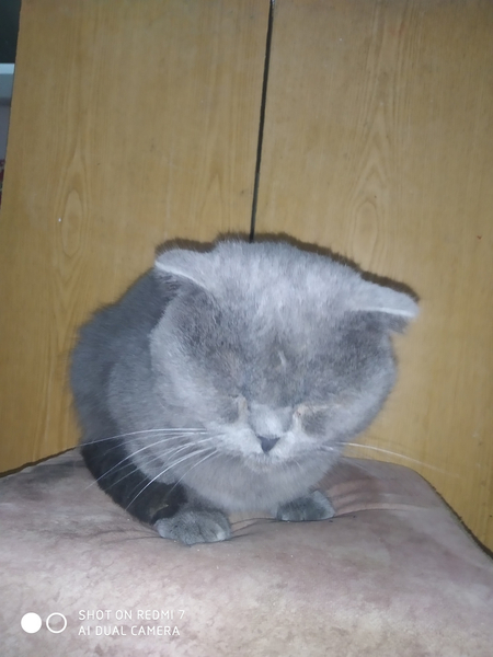 Мушук.  сотилади