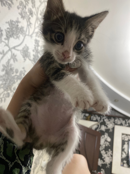 Кошка котенок