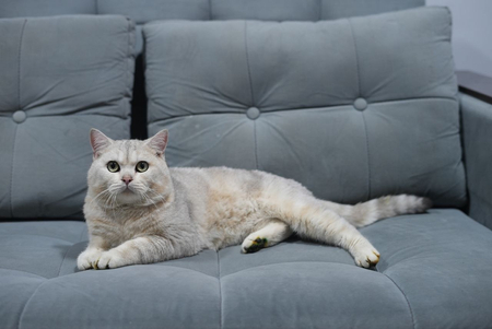 Золотая шиншилла (Gold chinchilla)