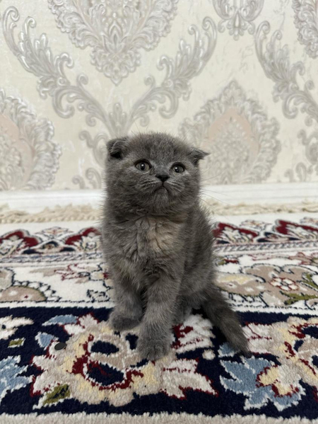 Котёнок парода скотиш фолд