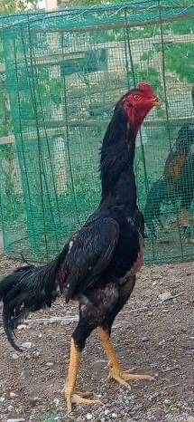 Kulangi Tuxumlari sotiladi