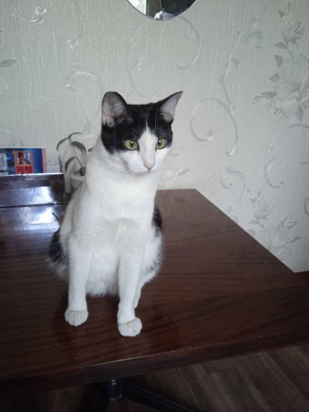 Отдается в добрые руки кошечка