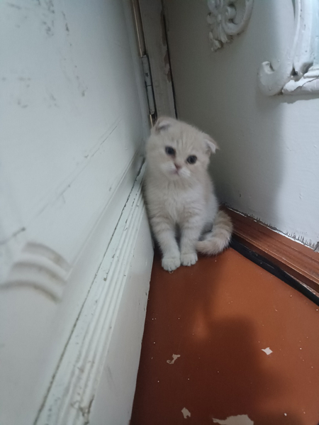 Кошка и кот маленькие пародистые вислоухий